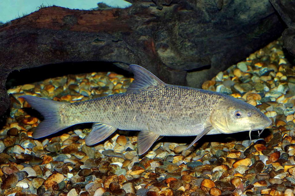 Fische des Bodensees – IBKF